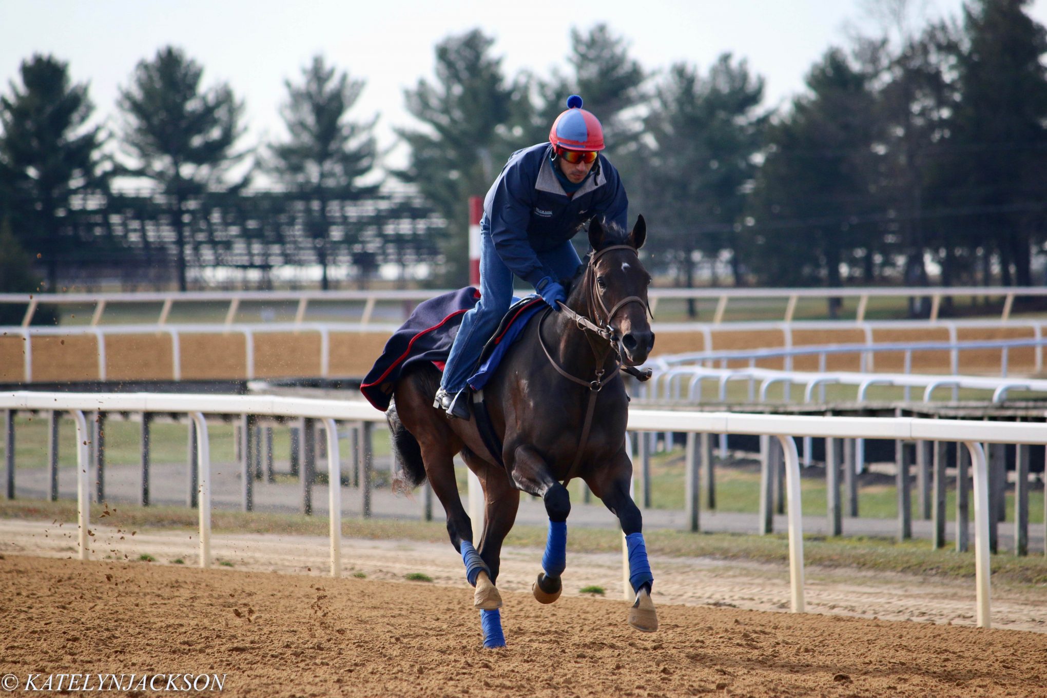 Safwah – Herringswell Stables