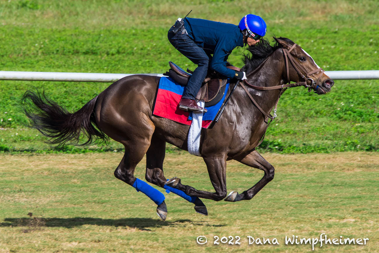 Approach The Dawn (IRE) – Herringswell Stables