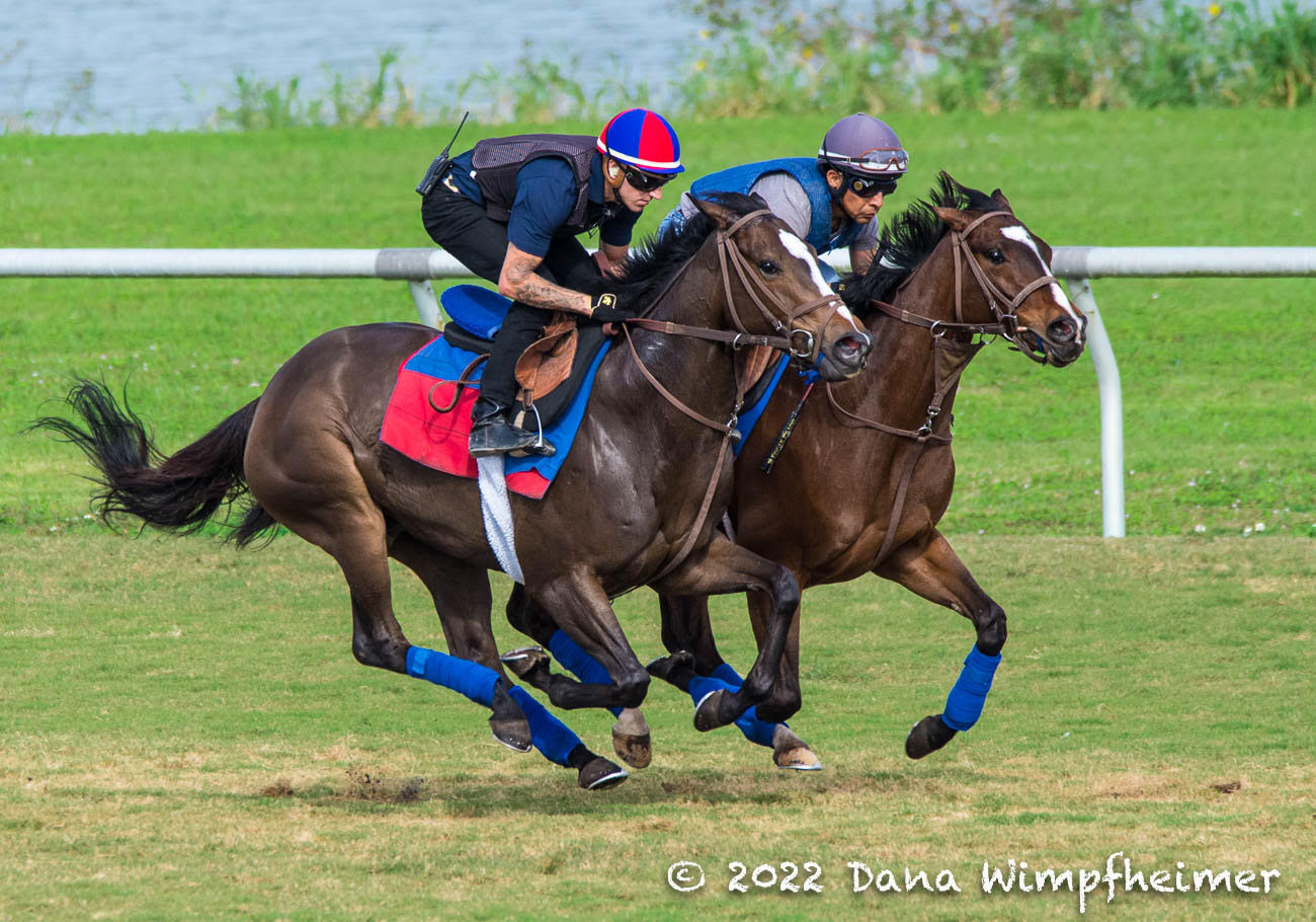 Approach The Dawn (IRE) – Herringswell Stables