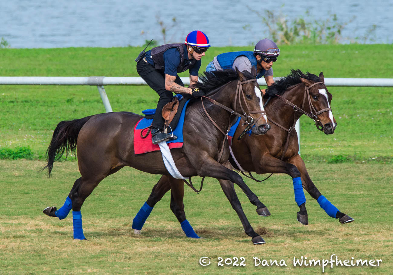 Approach The Dawn (IRE) – Herringswell Stables
