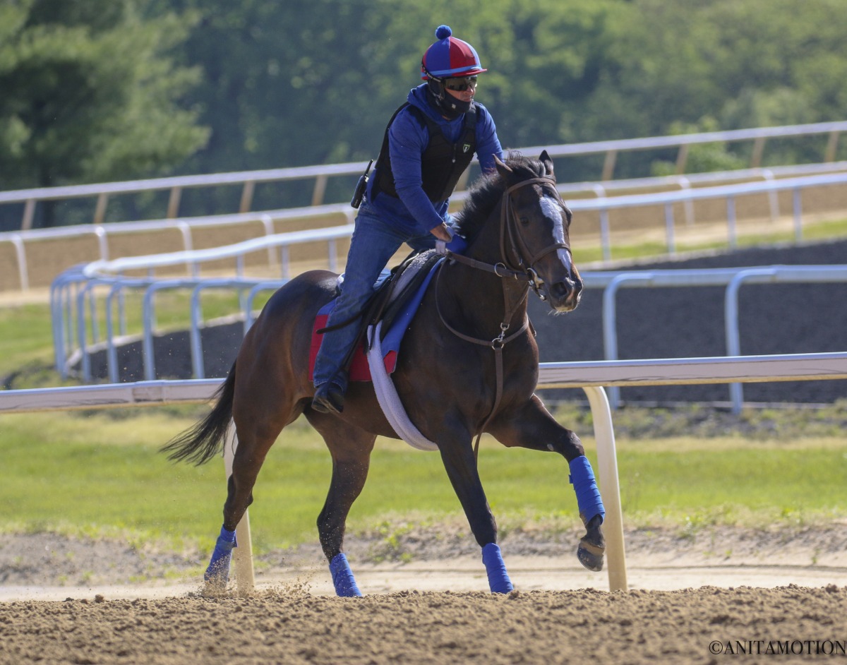 Approach The Dawn (IRE) – Herringswell Stables
