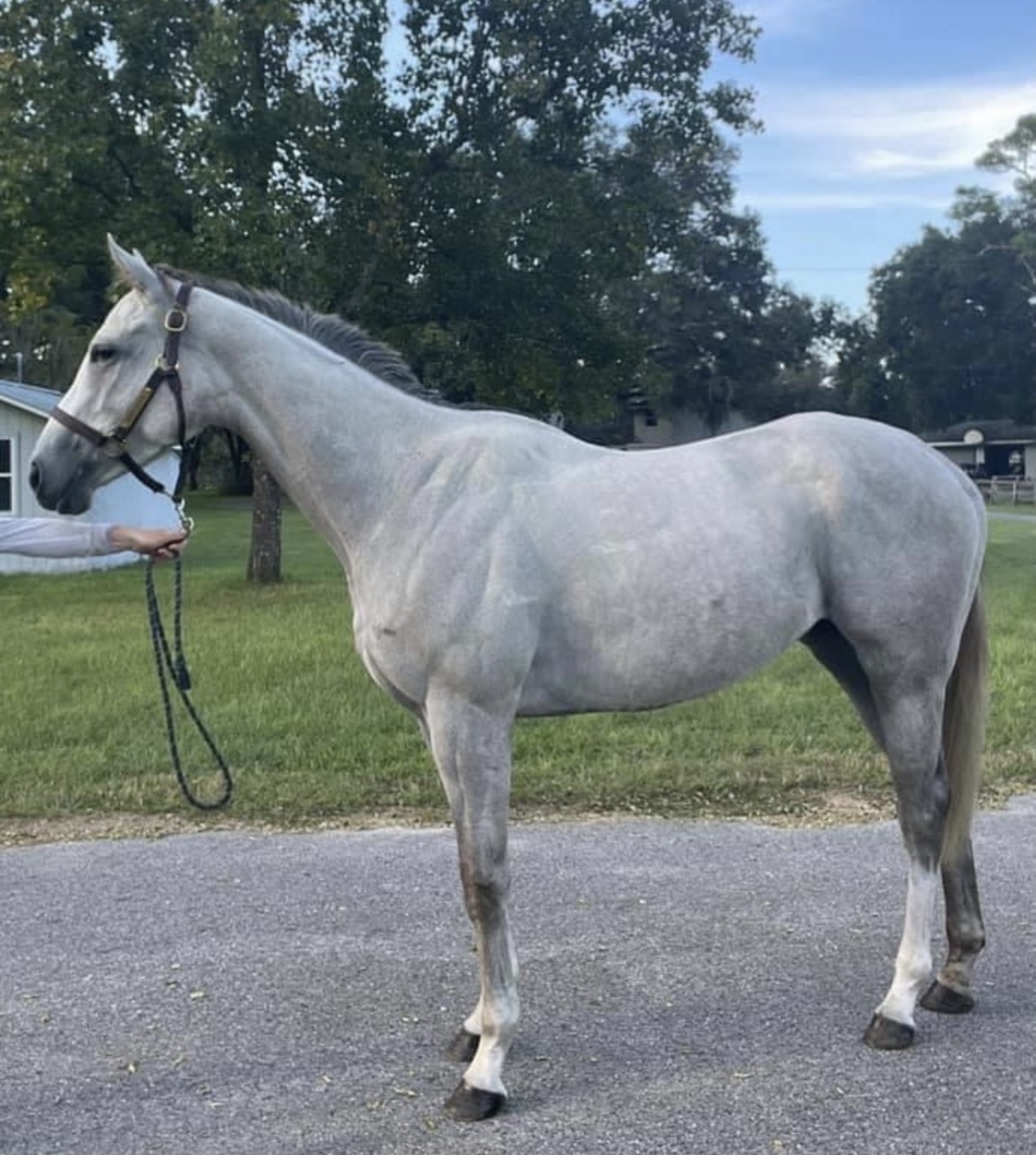 Rose Gold 2018 – Herringswell Stables