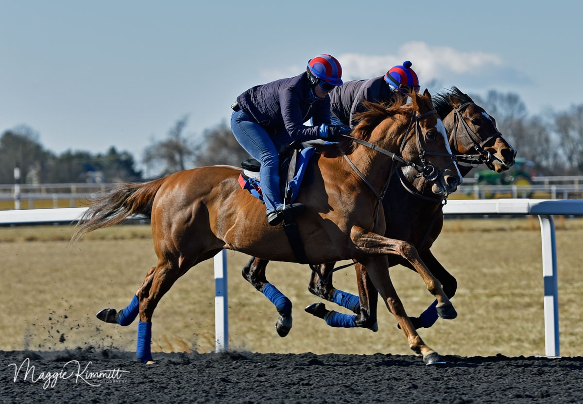 King Vega (GB) – Herringswell Stables