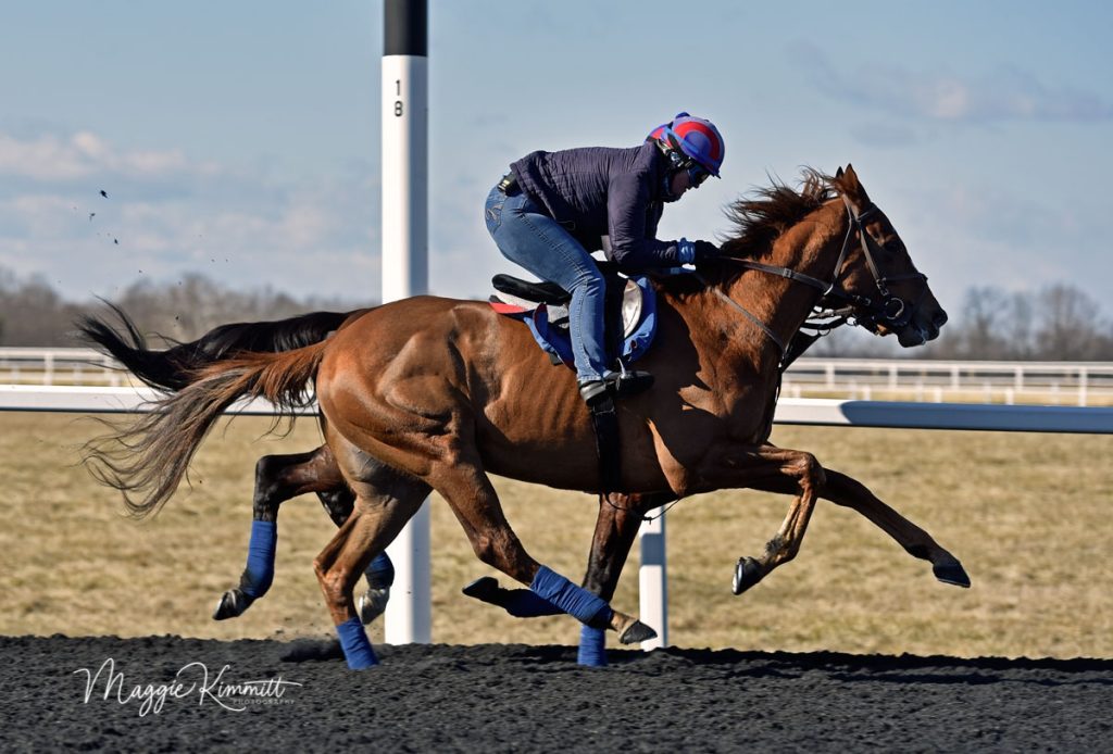 King Vega (GB) – Herringswell Stables