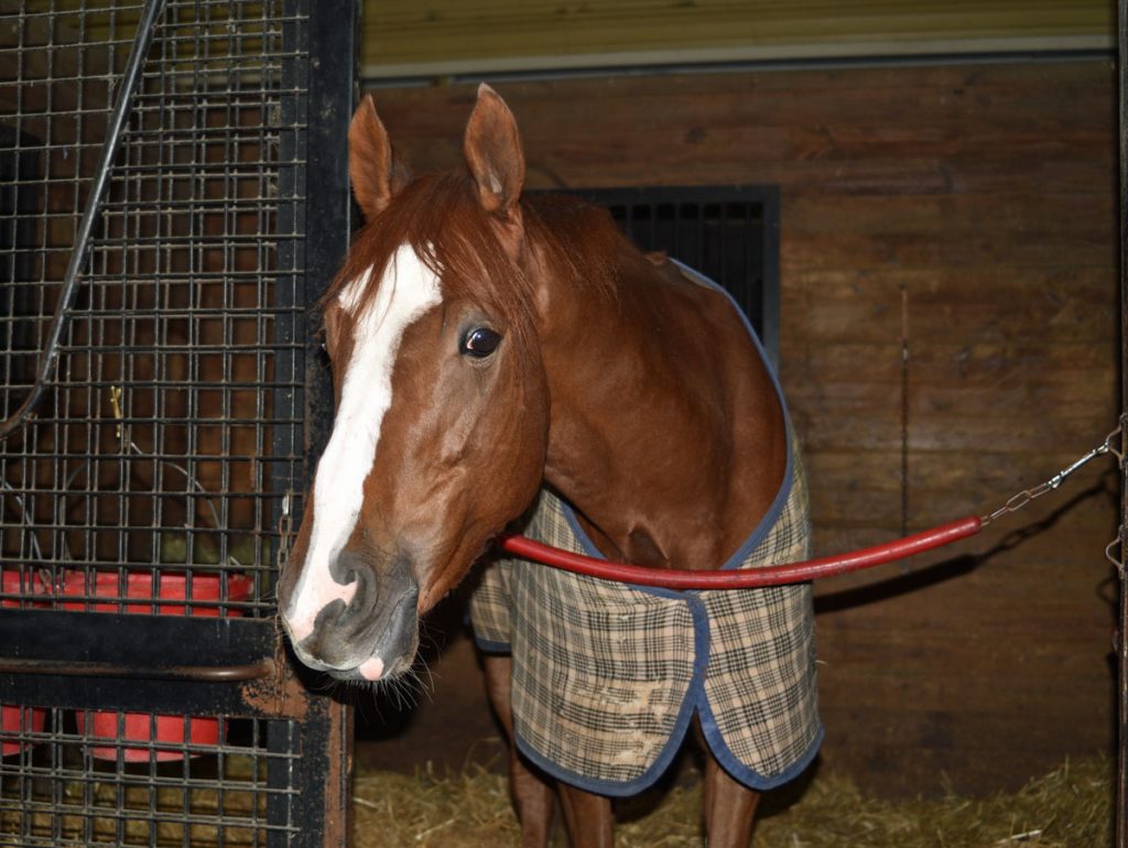 King Vega (GB) – Herringswell Stables