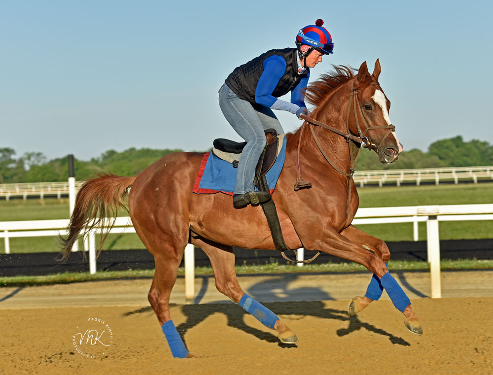 King Vega (GB) – Herringswell Stables