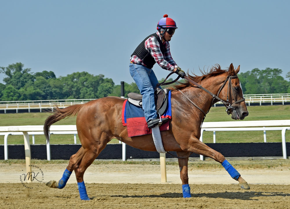 King Vega (GB) – Herringswell Stables