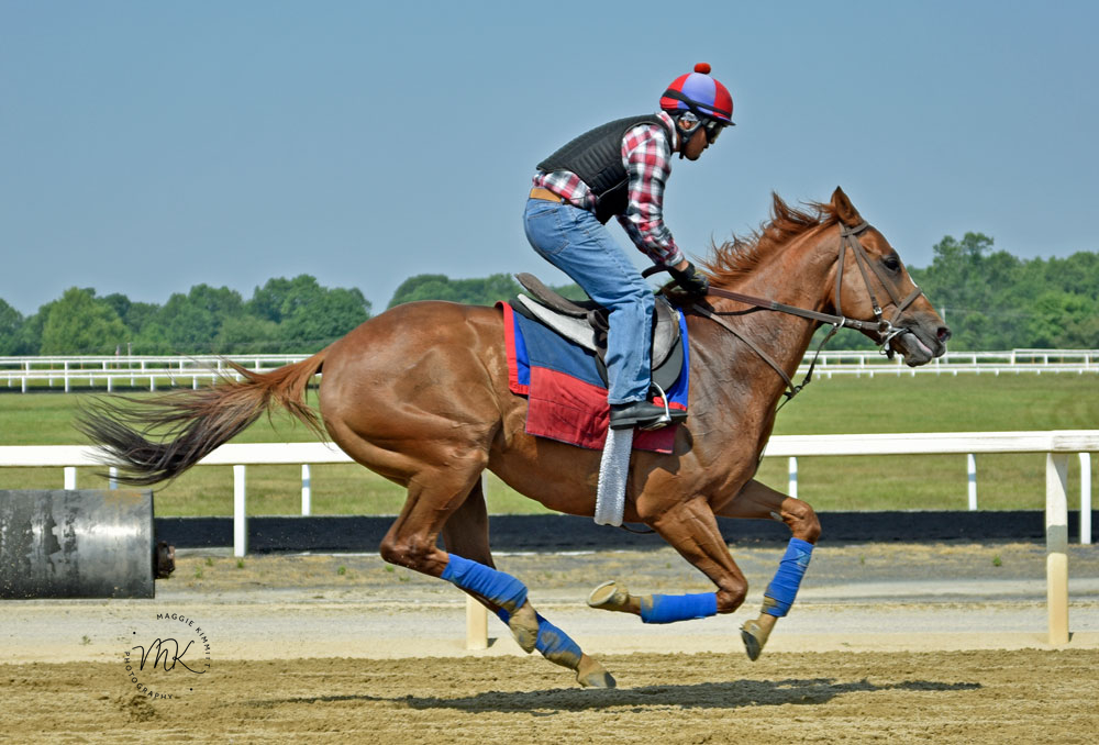 King Vega (GB) – Herringswell Stables