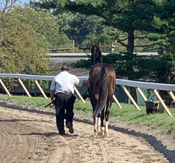 Sunday at the Shore with Whistlejacket – Herringswell Stables