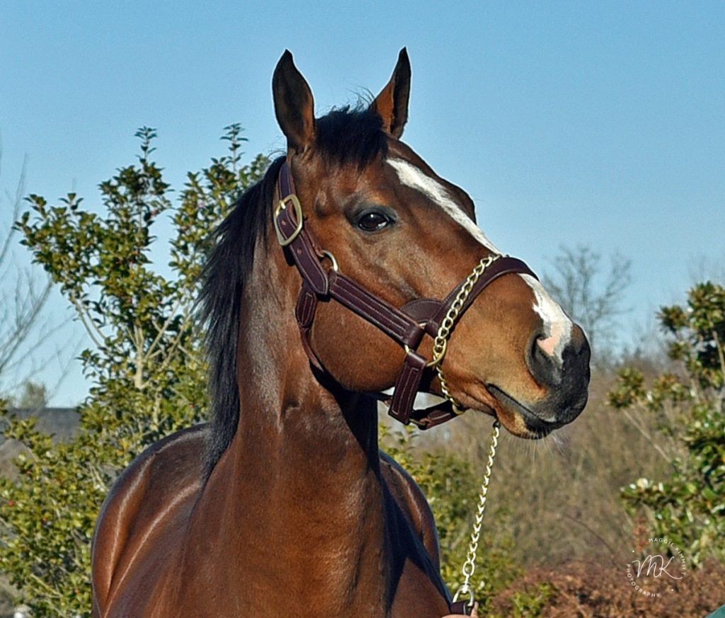 Herringswell Sire Power at Northview Stallion Station – Herringswell ...