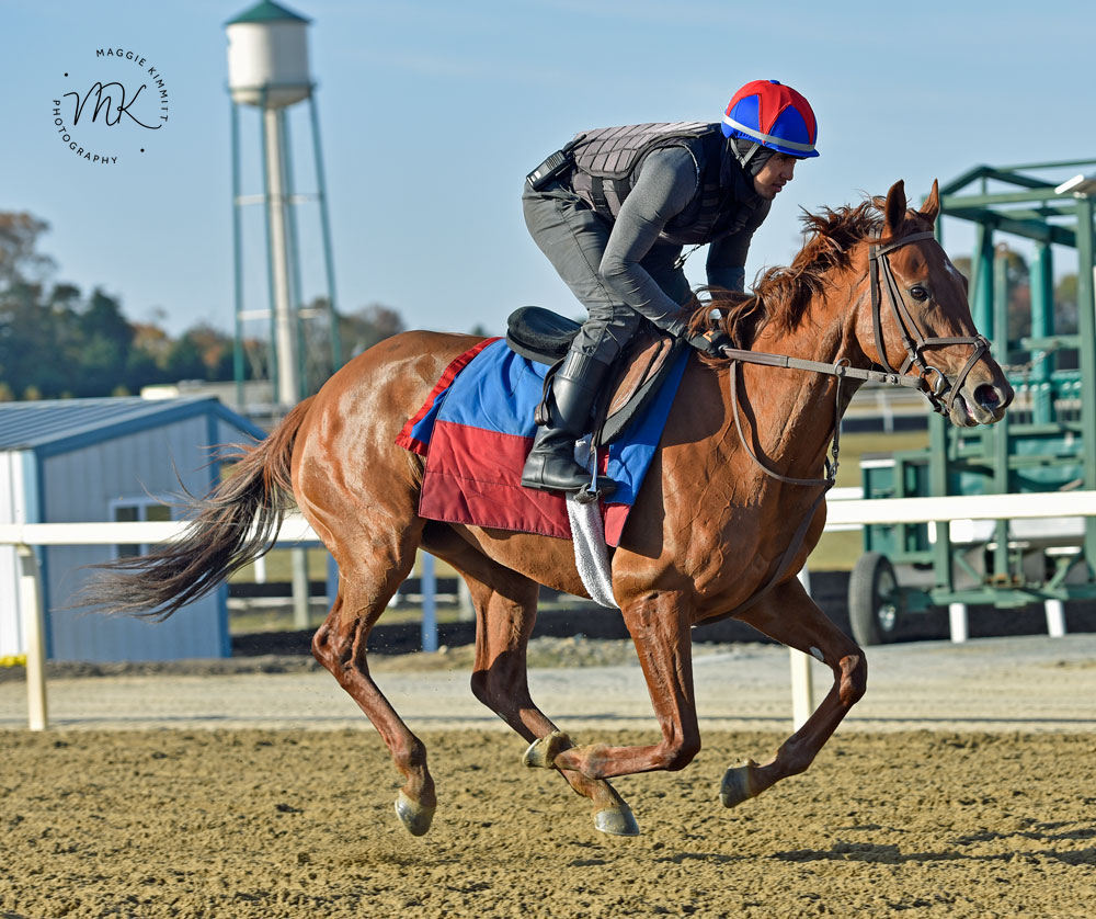 Active – Herringswell Stables