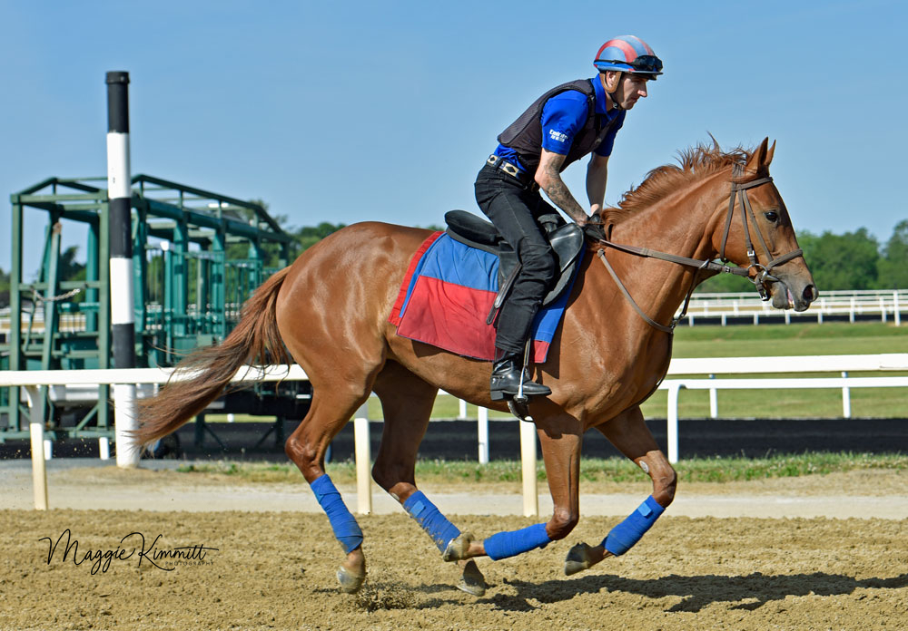 Active – Herringswell Stables