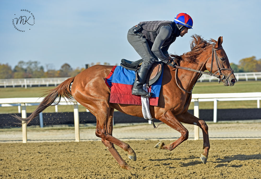 Active – Herringswell Stables
