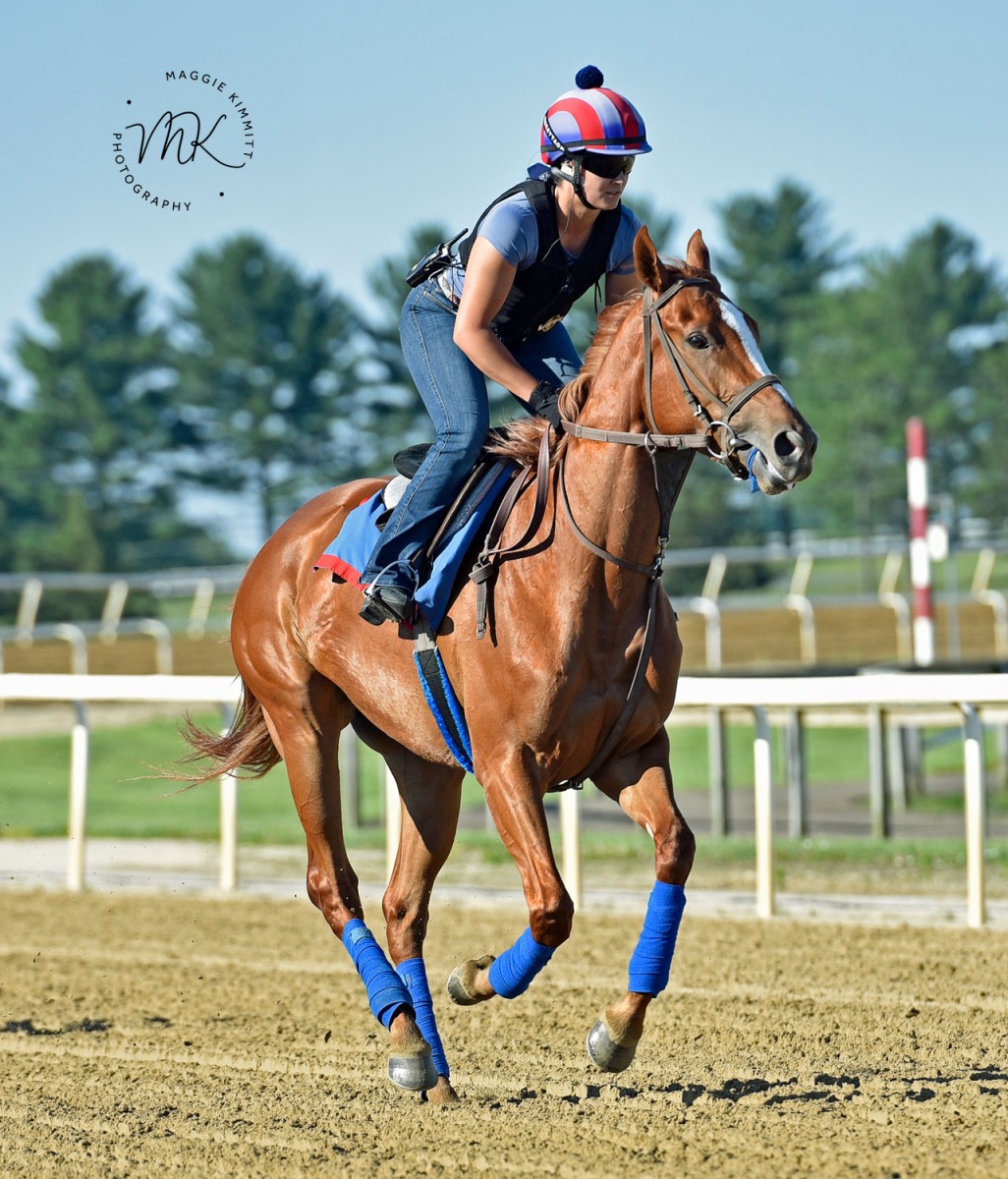 Memorialize – Herringswell Stables