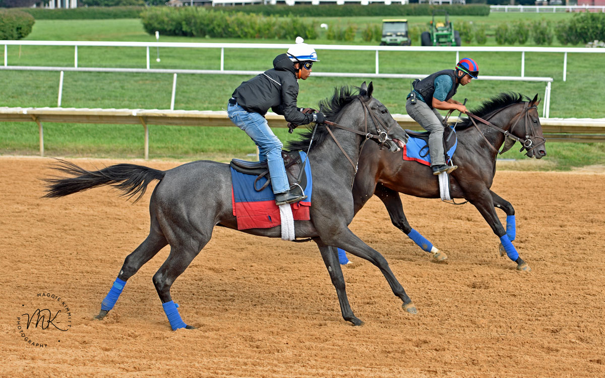 Summer Whirl – Herringswell Stables