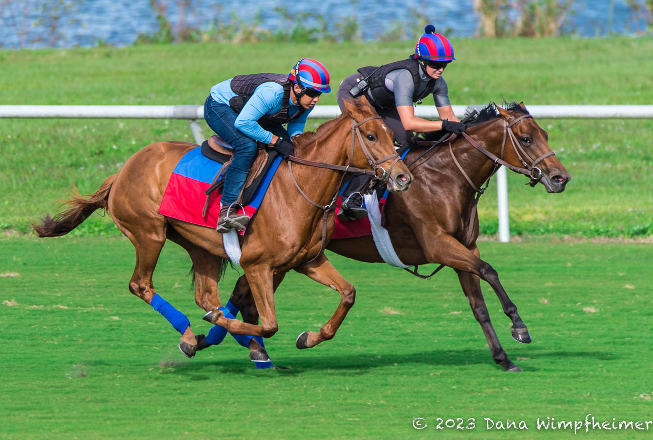 Royal Wintour – Herringswell Stables