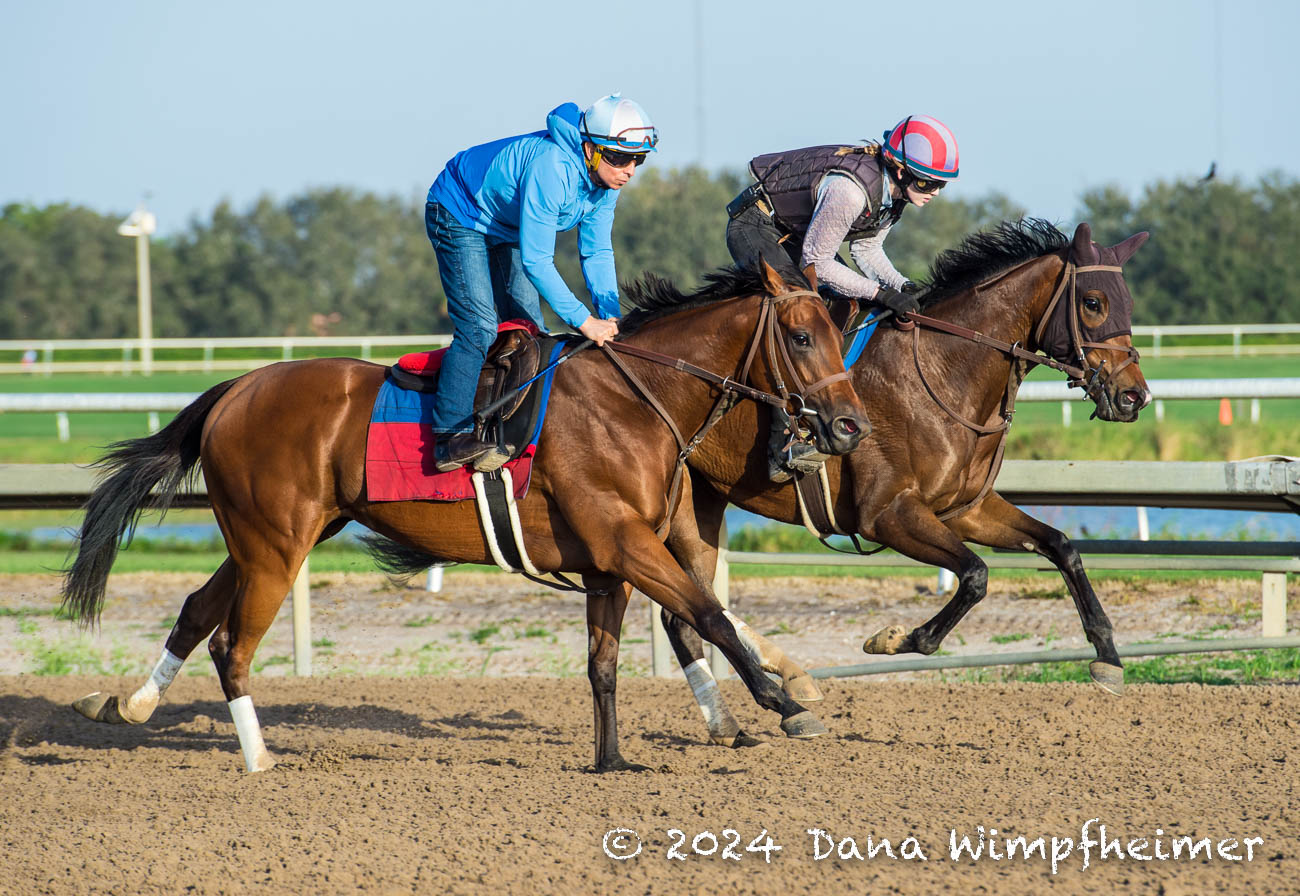 Royal Wintour – Herringswell Stables