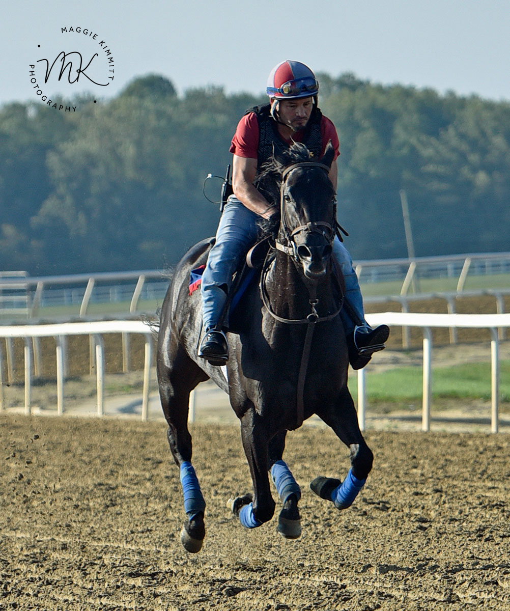 Source (GB) – Herringswell Stables