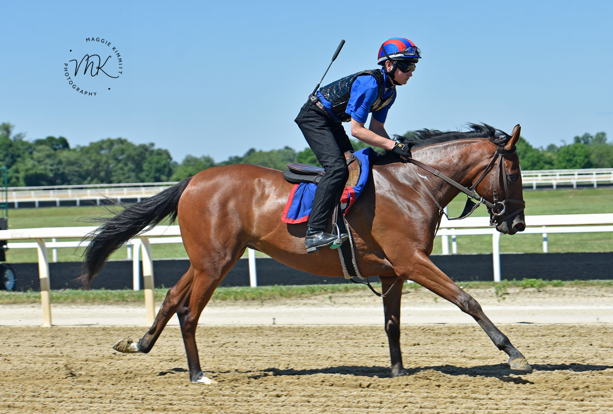 Commemorative – Herringswell Stables