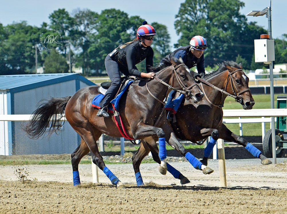 Gum – Herringswell Stables