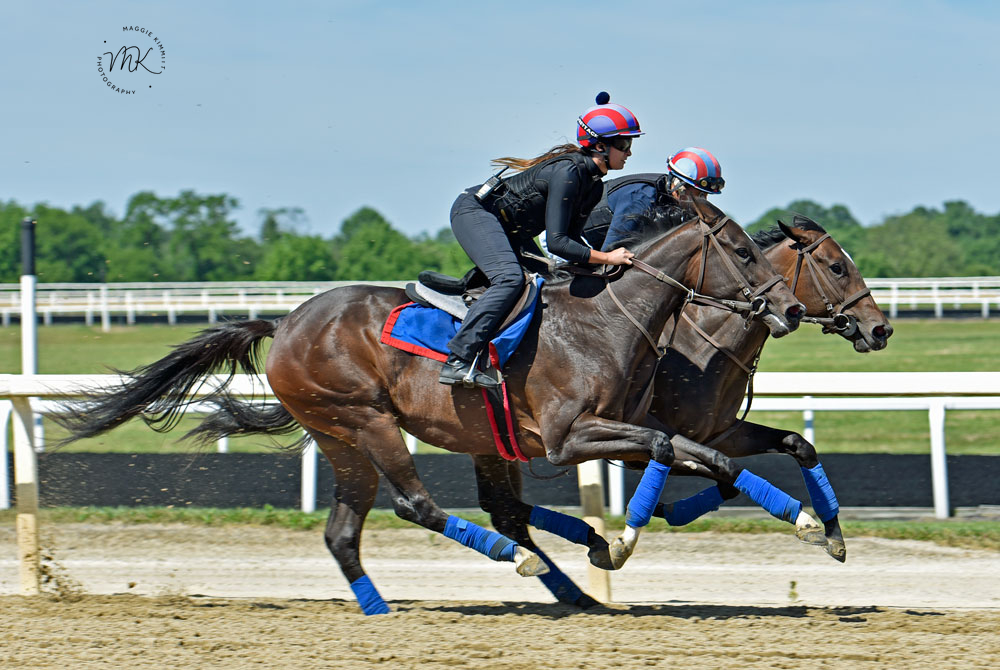 Gum – Herringswell Stables