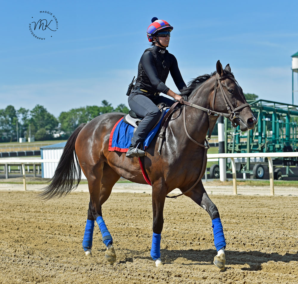 Gum – Herringswell Stables