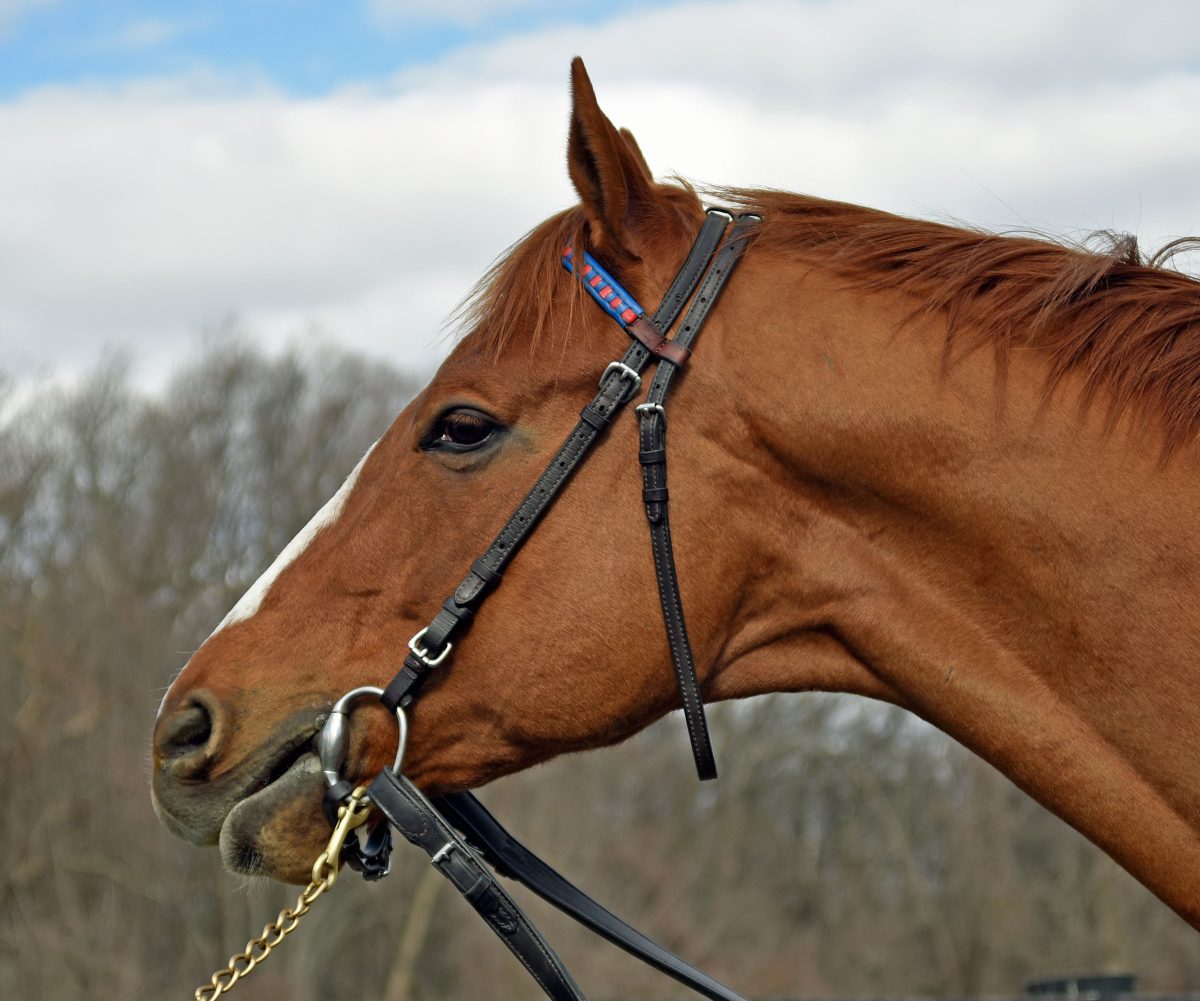 Bullet Catch – Herringswell Stables